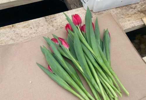 Тюльпаны для любимых к 8 марта