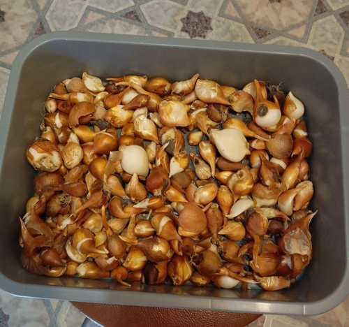 Луковицы тюльпанов
