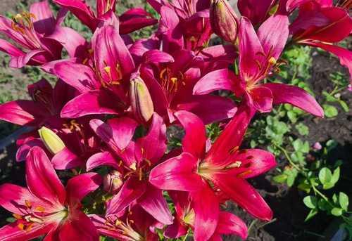 Цветы уличные многолетние