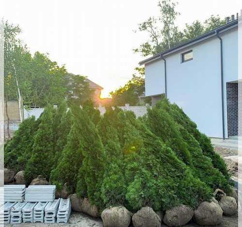 Шушары. Продам 49 туй смарагд. 2 м. Жирные пышные