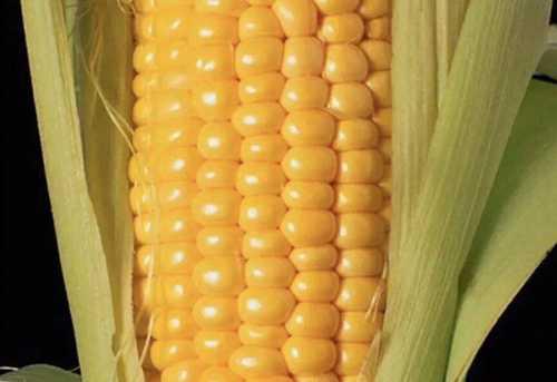 Семена кукурузы на зерно и силос