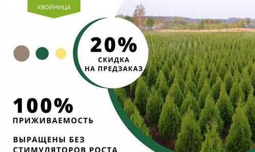 Туи из питомника