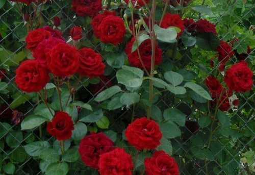 Роза плетистая,сорт Орфео