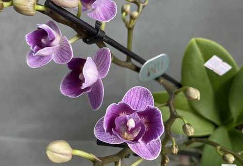 Орхидея бабочка Violet Queen