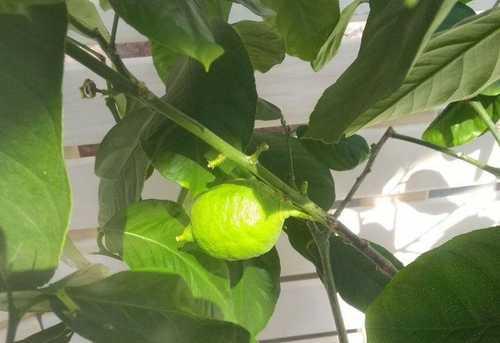 Павловский лимон 1.3м. Есть доставка