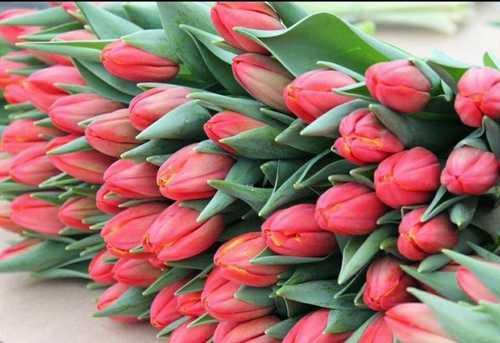 Цветы тюльпаны оптом от производителя