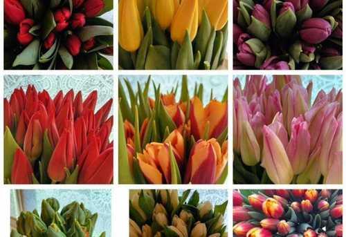 Цветы тюльпаны/розница