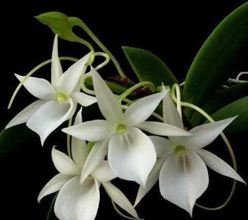 Орхидея Angraecum Leonis (среднего размера)