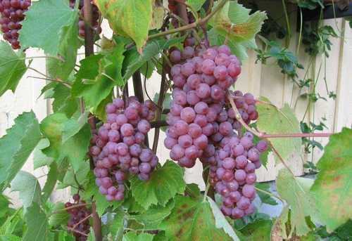 Саженцы винограда Эйнсет сидлис