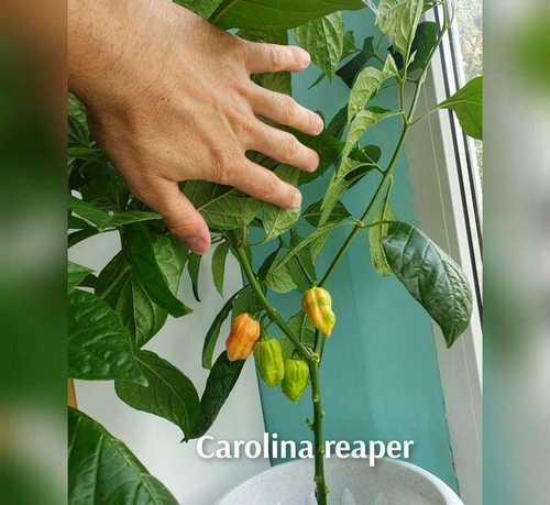 Кусты острых перцев Carolina, Trinidat с плодами