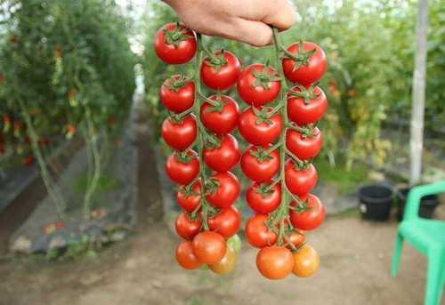 Семена томатов азарт F1