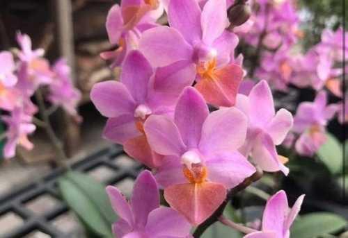 Phal. Liu's Triprince 'Pink' орхидея фаленопсис