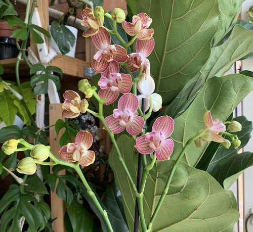 Орхидея фаленопсис равелло бабулетка