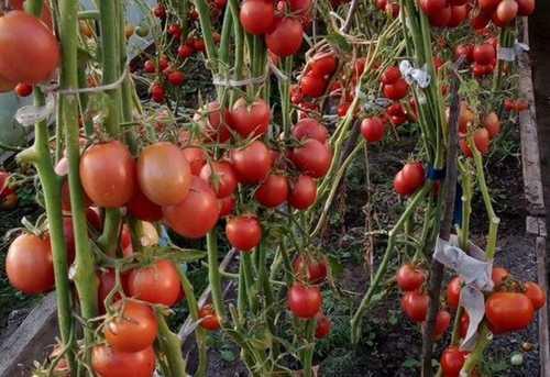 Рассада раннеспелых томатов, черри и перцев
