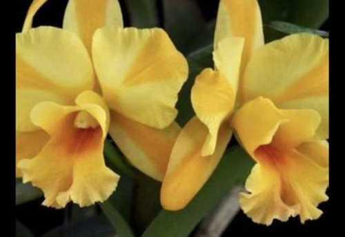 Орхидея каттлея Hammer