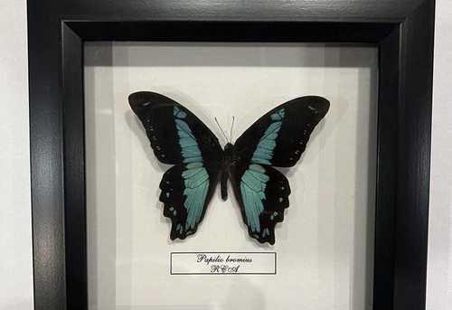 Бабочка Papilio bromius