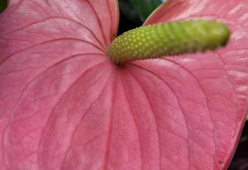Антуриум пандола детка бронь