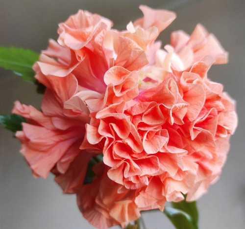 Гибискус Double Peach