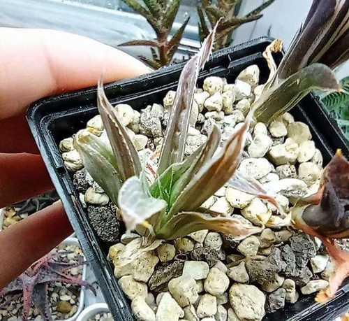 Haworthia Хавортия Magnifica hybrid variegated