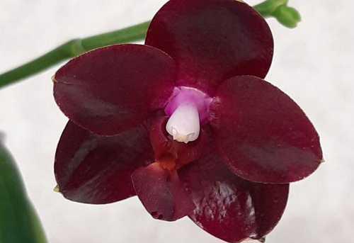 Орхидея фаленопсис Phal. Allura 'Ruby Diamond'