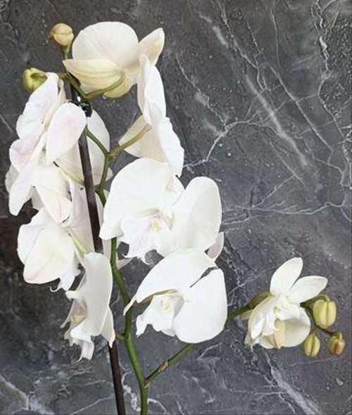 Орхидея фаленопсис биг лип Принцесса (princess)
