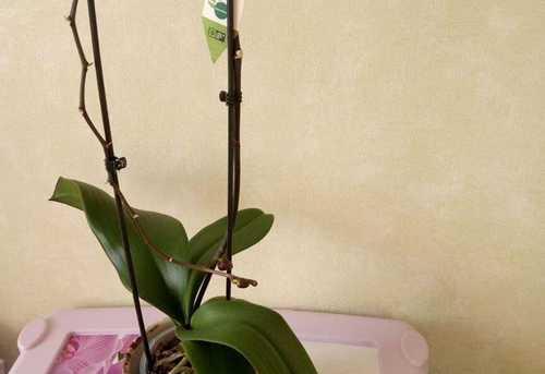 Орхидея фаленопсис сиреневая