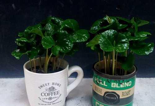 Кофе растение