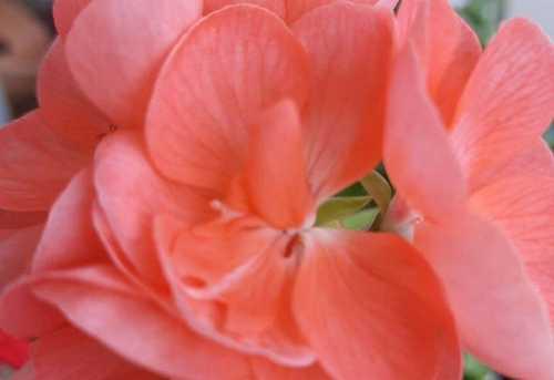 Продам цветы комнатные сортовые Пеларгонии