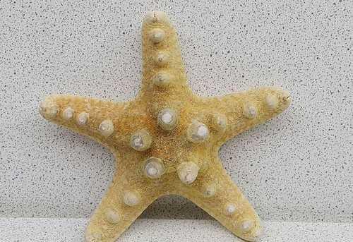 Звезда 8,5 морской сувенир подарок