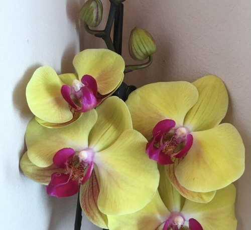 Орхидея фаленопсис Goldion