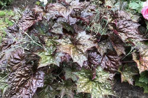 Гейхера, гейхерелла гибридная «Дарк Мистери»