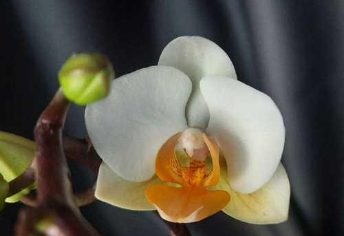 Орхидея белая с оранжевой губой
