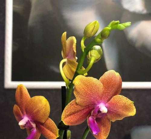 Орхидея фаленопсис Бронзовый Будда Арома