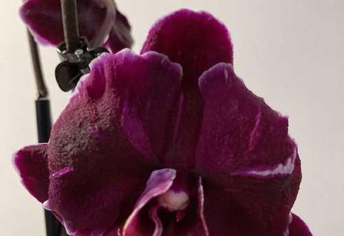 Орхидея Каменная роза цветущая
