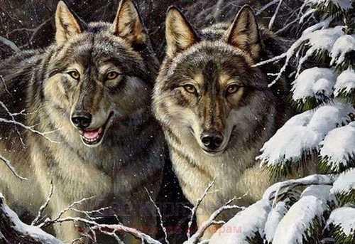Картина по номерам 40x50 Пепельные волки в зимнем