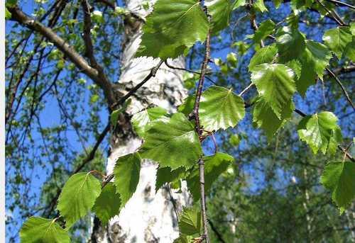 Саженцы Сибирской березы