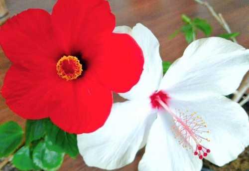 Гибискус эсхинантус пеларгония комнатные цветы
