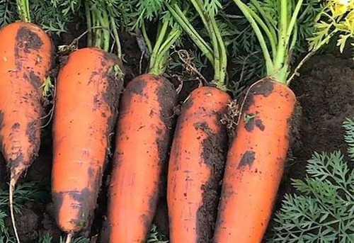 Семена моркови Токушима Tokushima F1 (400000 семян