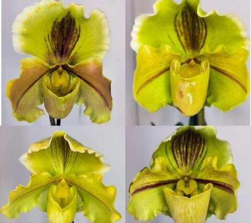 Орхидея башмачок Lippewunder