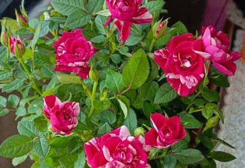 Черенки бардюрной розы