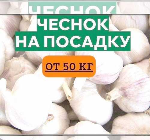 Чеснок на посадку оптом