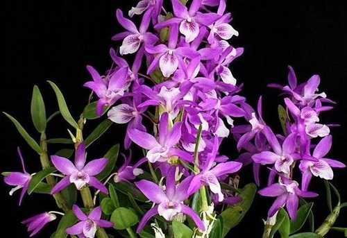 Орхидея Dendrobium rainbow dance