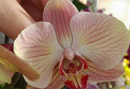 Орхидея фаленопсис отцвел