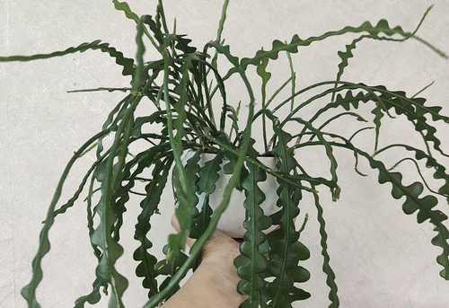 Эпифиллум ангулигер, Epiphyllum Anguliger