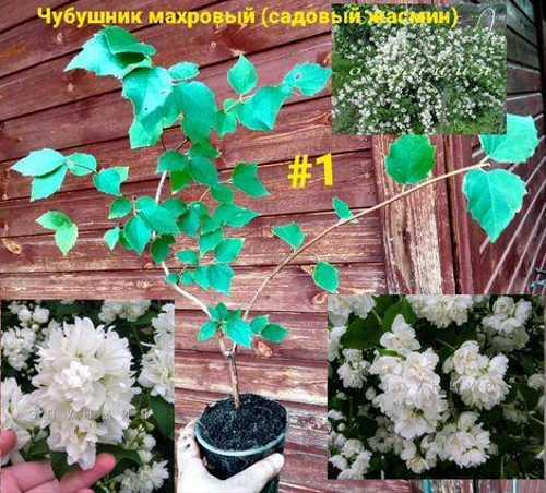 Декоративные кустарники и лиана1