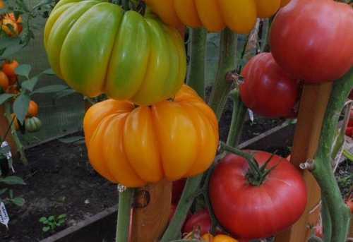 Семена томата Флорентийская Красавиц