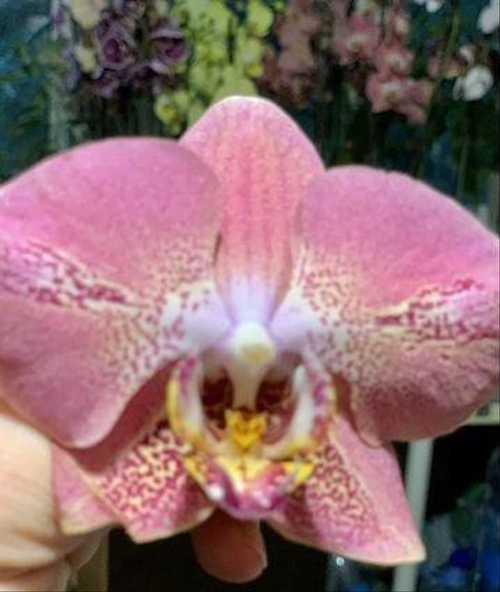 Орхидея фаленопсис Драгон Хард