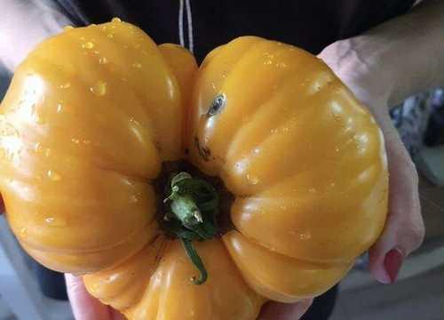 Семена помидоров томатов Оранжевый гигант