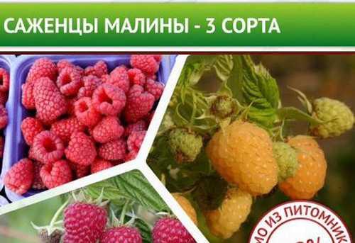 Саженцы самой крупной малины - 3 сорта