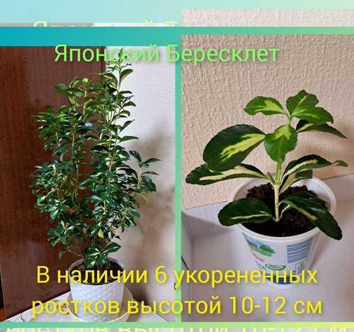Бересклет японский